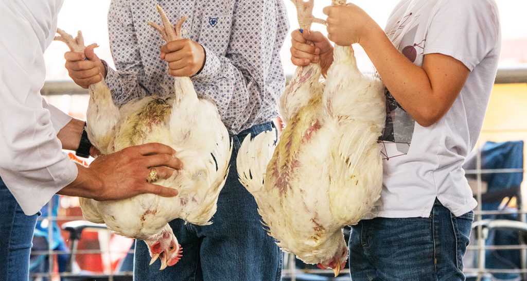 Chickens – Animal Rights Coalition of Minneapolis