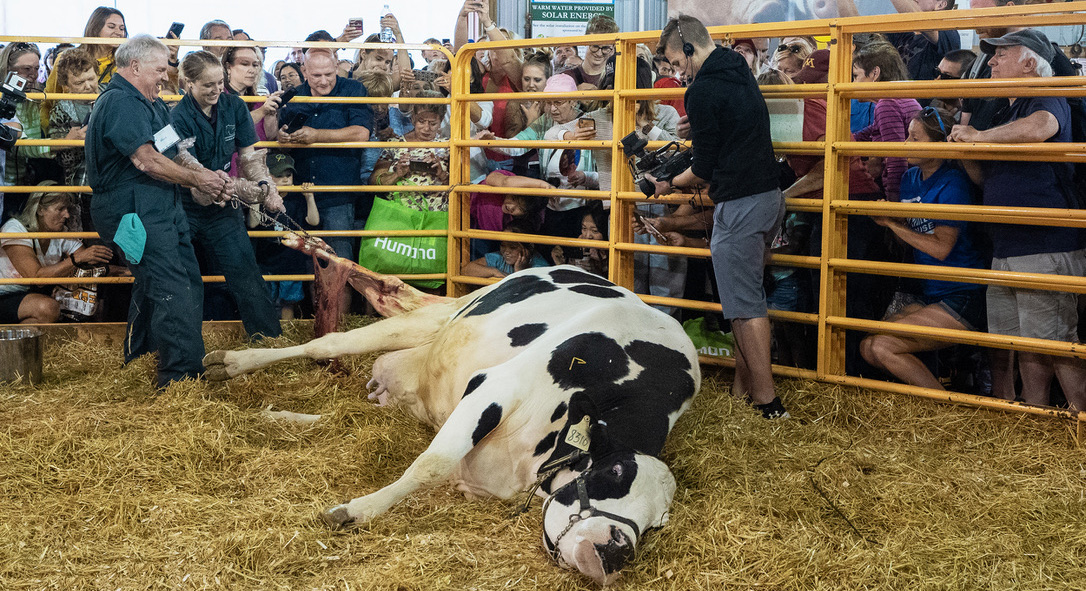 Cows – Animal Rights Coalition of Minneapolis